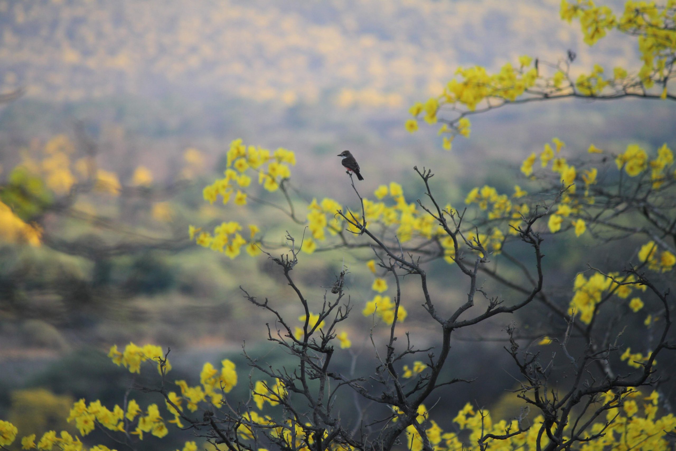 Florecimiento de los guayacanes, "el otoño ecuatoriano" - Quinti