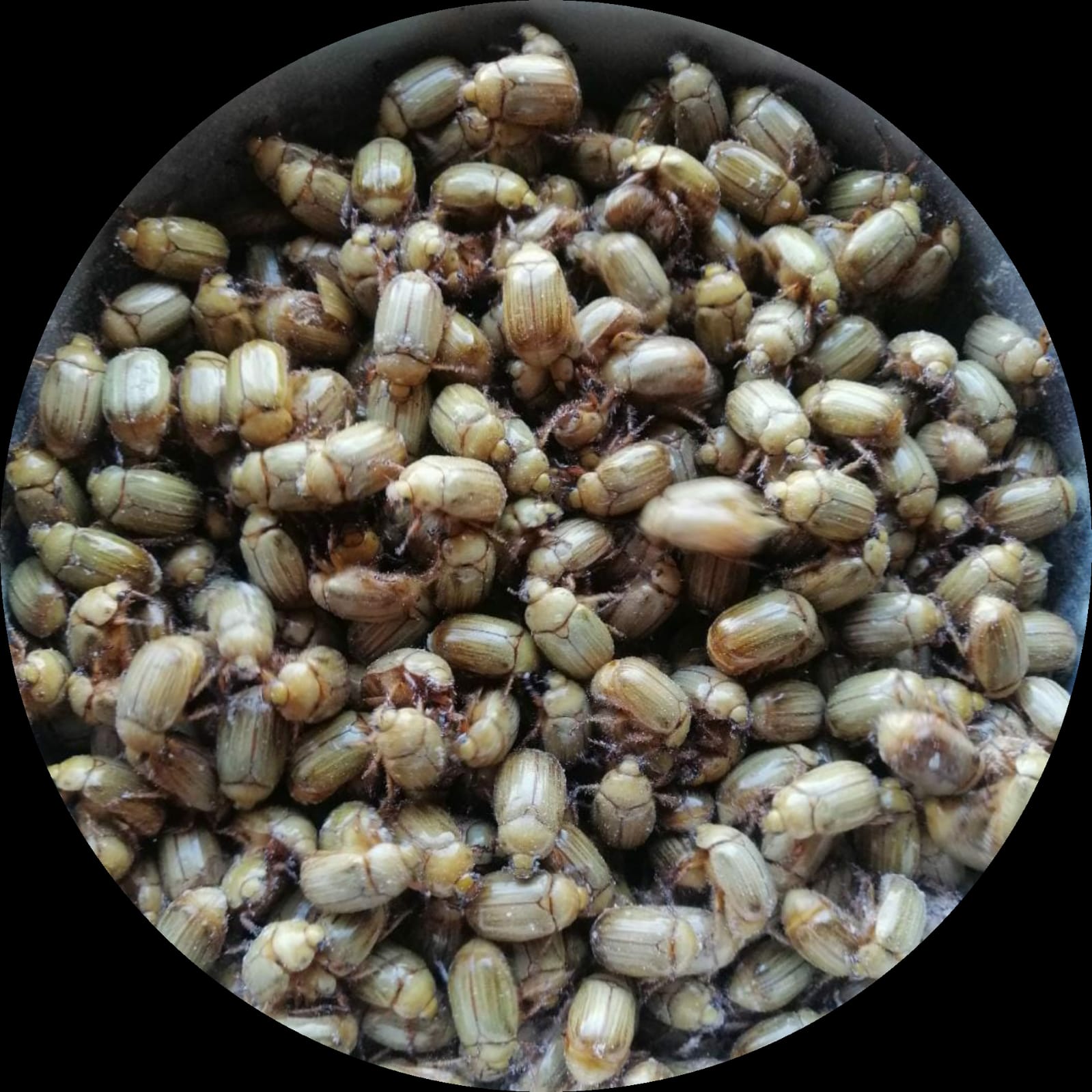 Los catzos en la tierra de Tránsito Amaguaña - Quinti